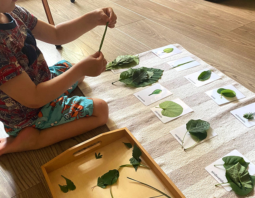 Pētām lapu formas! – Es Pats