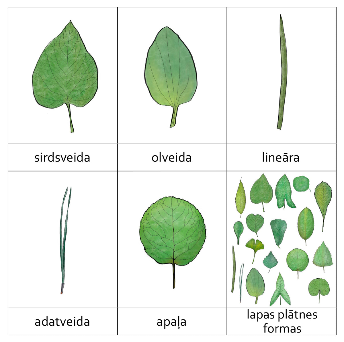 Lapas plātnes formas - kartītes – Es Pats